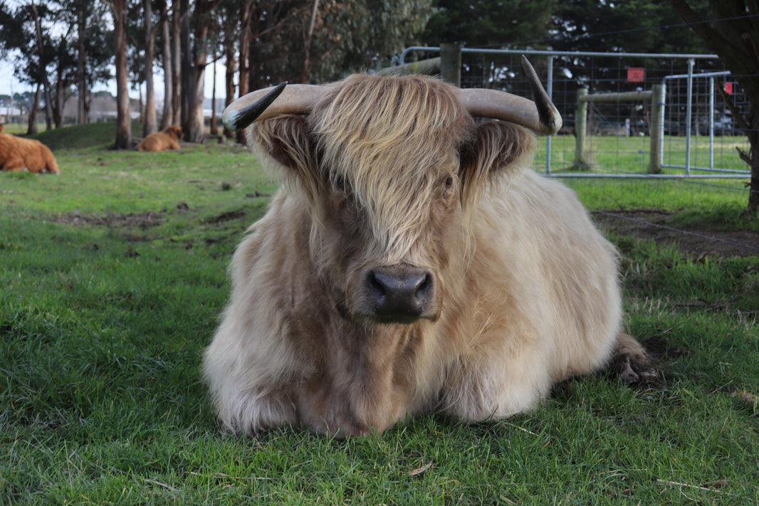 Adoptions – Glenstrae